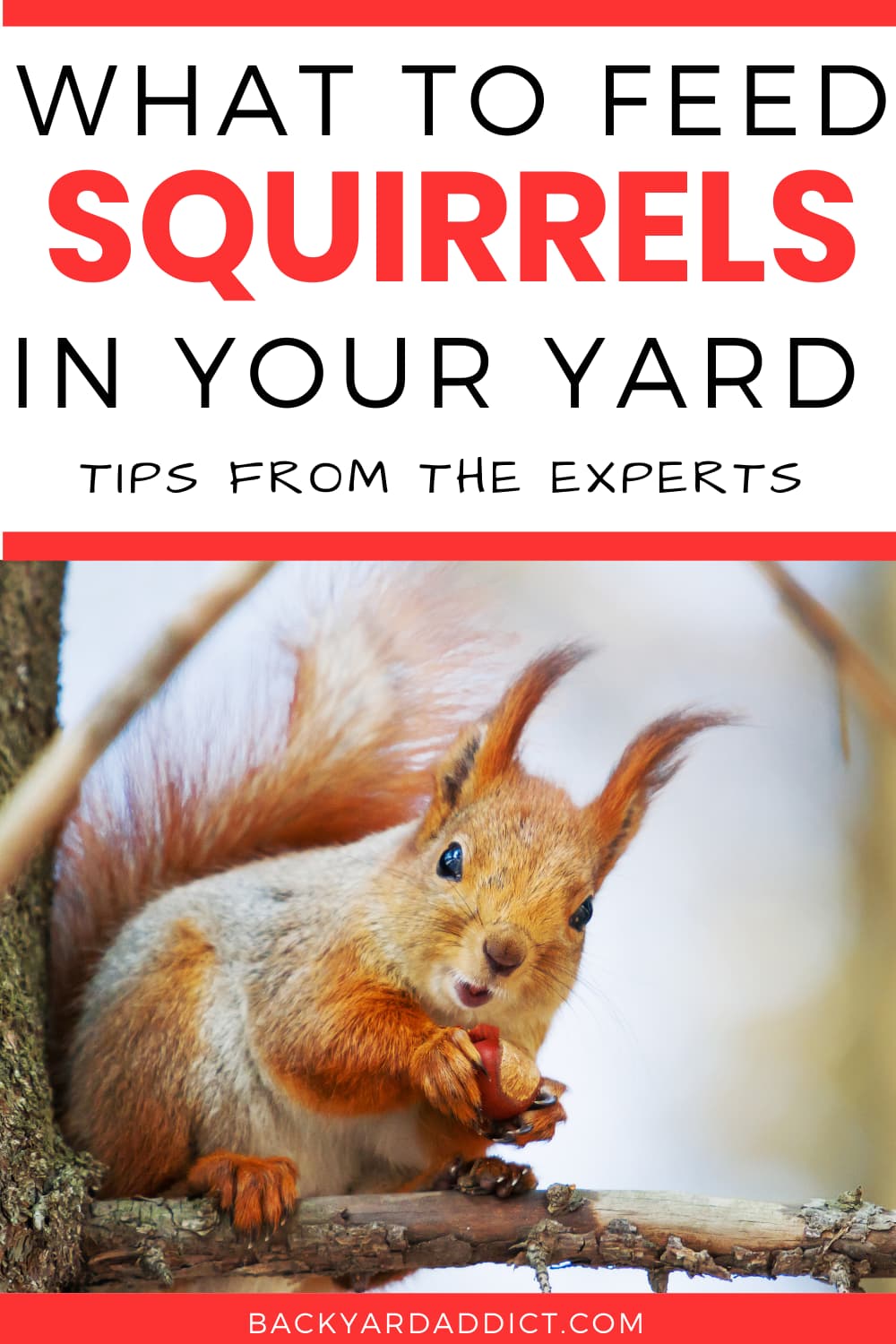 What To Feed Squirrels: The Ultimate Guide For Gardeners | My Garden Days