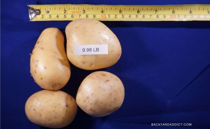 How Many Potatoes In A Pound? We Weighed Them! | My Garden Days