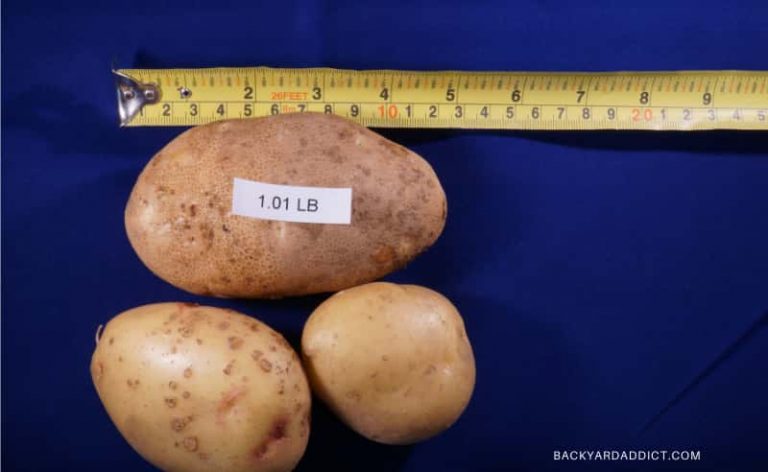 How Many Potatoes In A Pound? We Weighed Them! | My Garden Days
