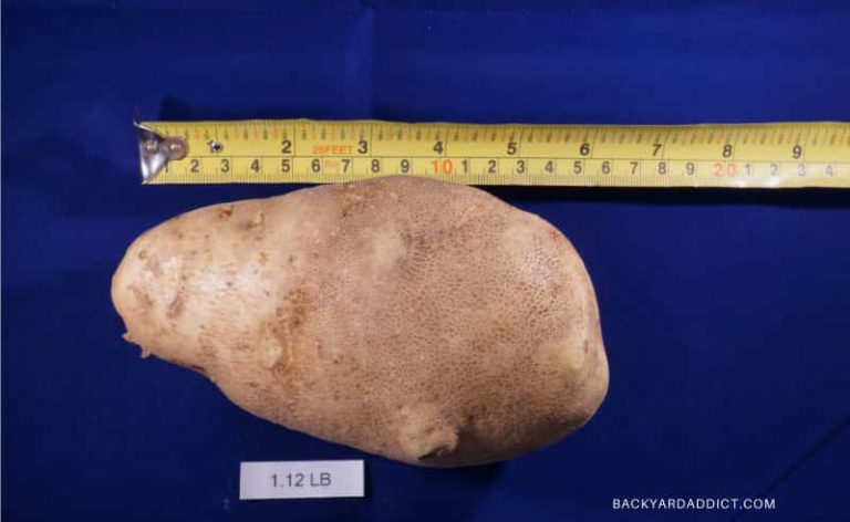How Many Potatoes In A Pound? We Weighed Them! | My Garden Days