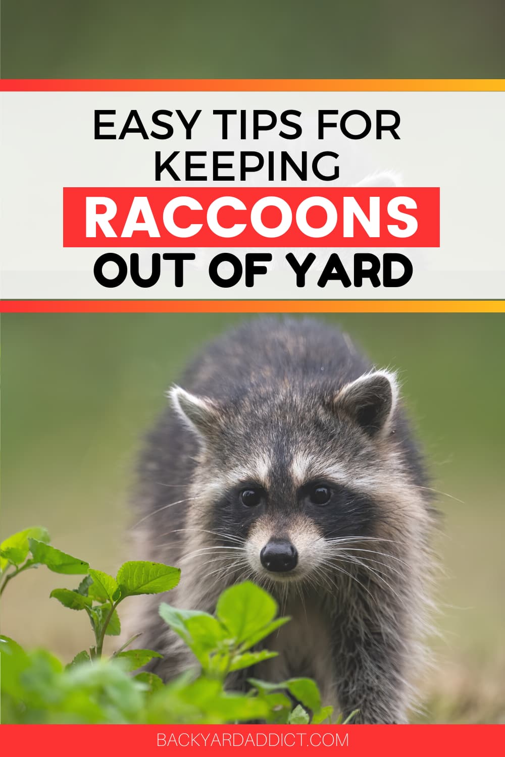 How to Keep Raccoons Out of Your Yard: A Complete Guide | My Garden Days
