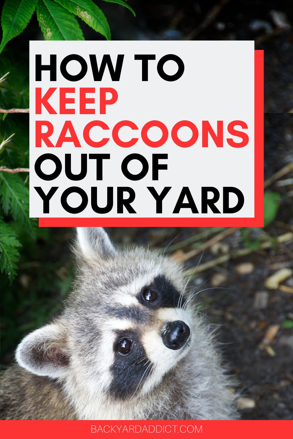 How to Keep Raccoons Out of Your Yard: A Complete Guide | My Garden Days