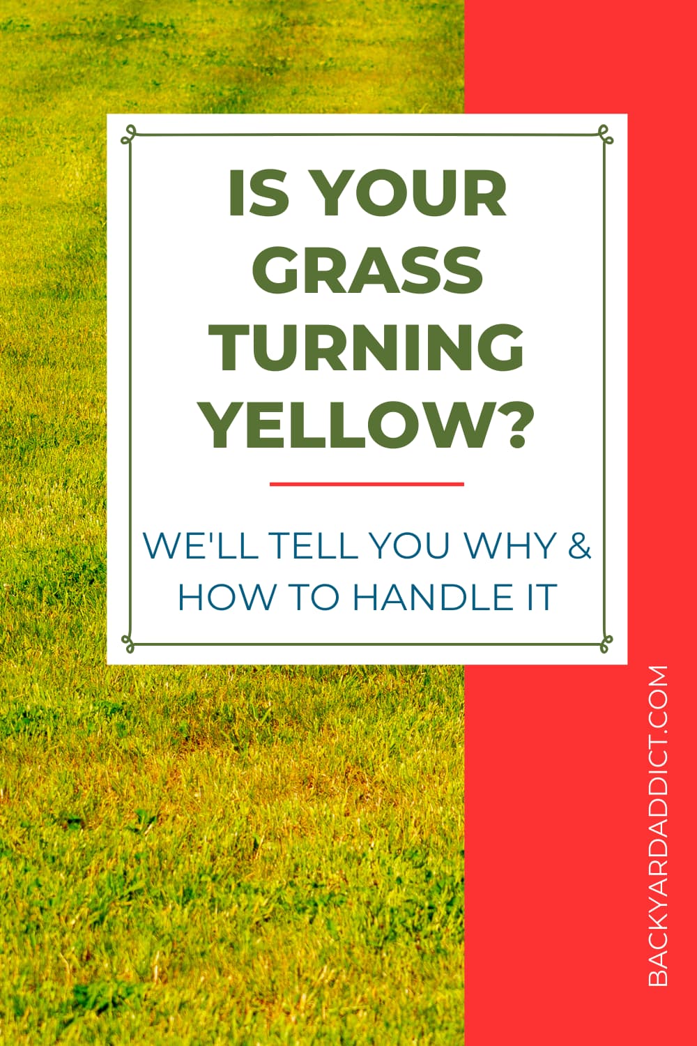 Grass Turning Yellow? Find Out Why And How To Fix It | My Garden Days