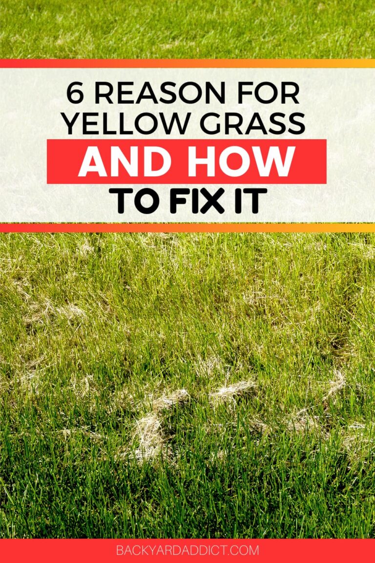 Grass Turning Yellow? Find Out Why And How To Fix It | My Garden Days
