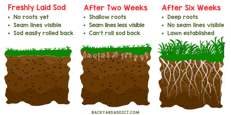 How Long Does It Take Sod to Root? A Guide for Gardeners | My Garden Days