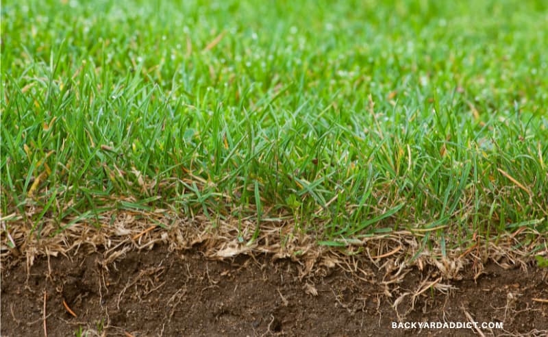 How Long Does It Take Sod to Root? A Guide for Gardeners | My Garden Days