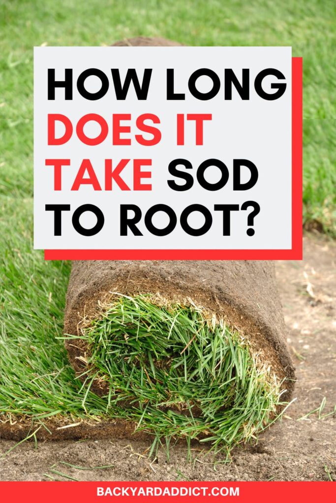 How Long Does It Take Sod to Root? A Guide for Gardeners | My Garden Days
