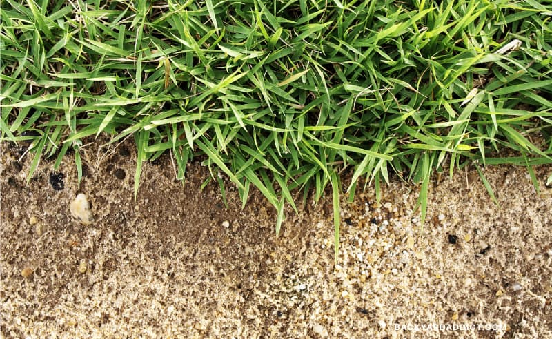 How To Grow Grass In Sandy Soil: A DIY Guide | My Garden Days