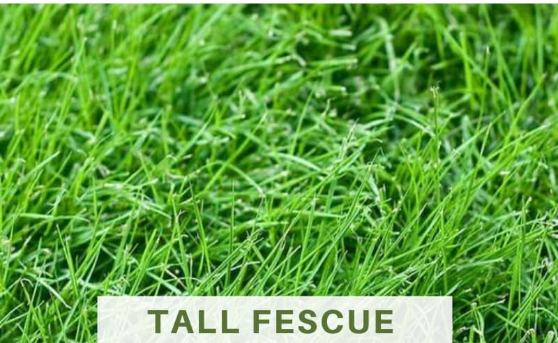 Different Types of Grass: How to Choose For Your Lawn | My Garden Days