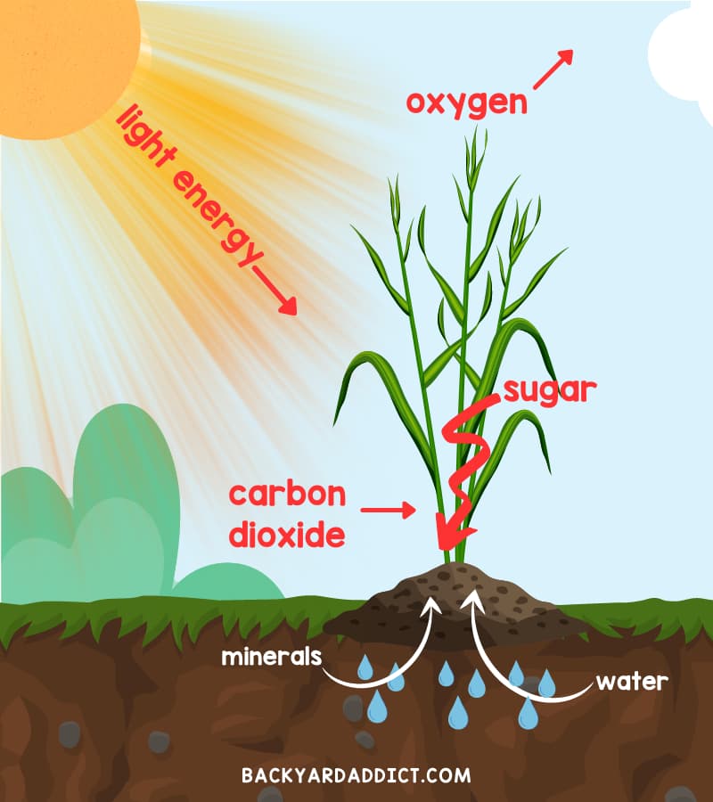Anatomy of Grass 101: Learn About Grass Plant Parts | My Garden Days