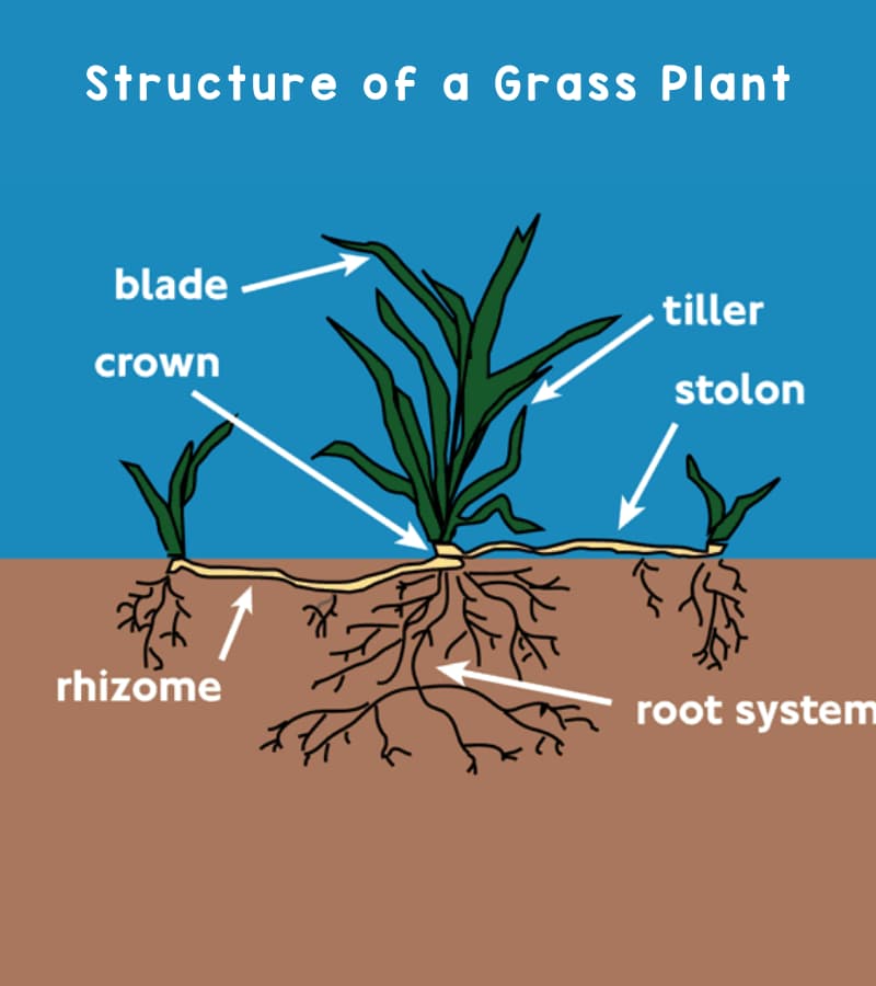 Anatomy of Grass 101: Learn About Grass Plant Parts | My Garden Days