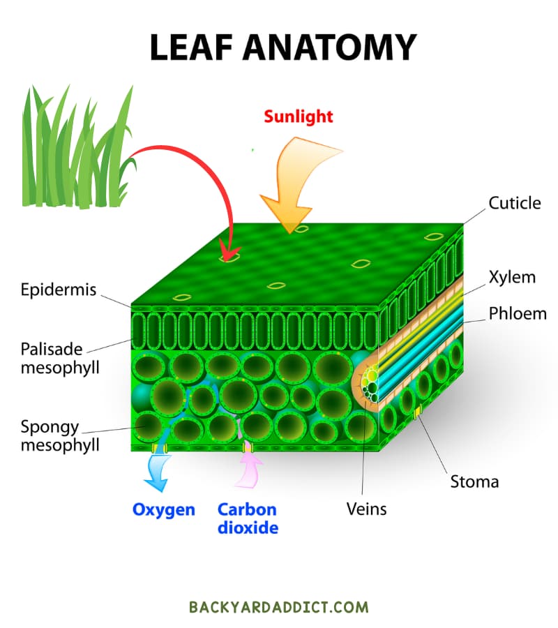Anatomy of Grass 101: Learn About Grass Plant Parts | My Garden Days