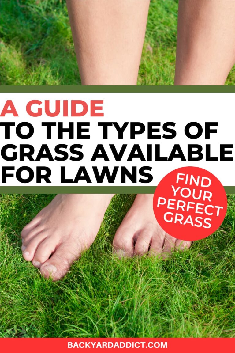 Different Types of Grass: How to Choose For Your Lawn | My Garden Days