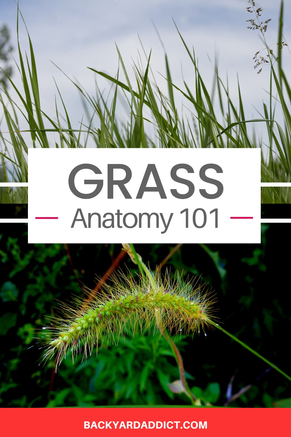 Anatomy of Grass 101: Learn About Grass Plant Parts | My Garden Days