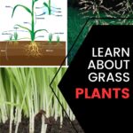 Anatomy of Grass 101: Learn About Grass Plant Parts | My Garden Days