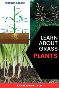Anatomy of Grass 101: Learn About Grass Plant Parts | My Garden Days