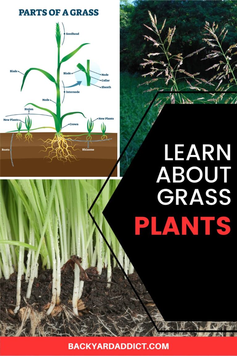Anatomy of Grass 101: Learn About Grass Plant Parts | My Garden Days