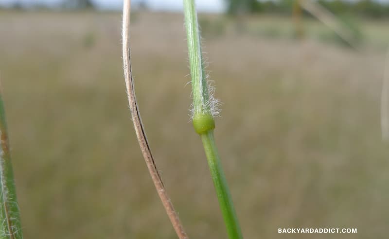 Anatomy of Grass 101: Learn About Grass Plant Parts | My Garden Days