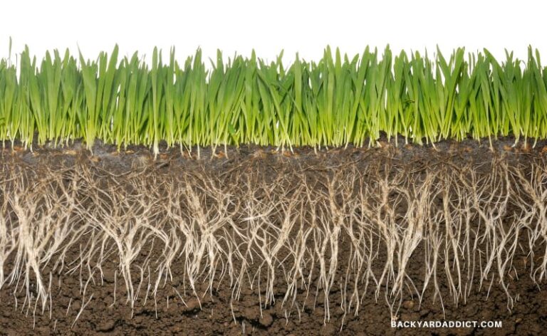 Anatomy of Grass 101: Learn About Grass Plant Parts | My Garden Days