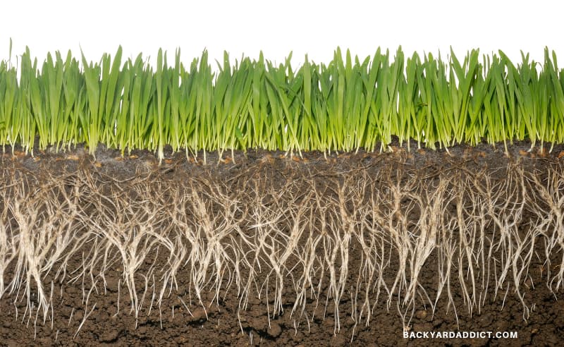 Anatomy of Grass 101: Learn About Grass Plant Parts | My Garden Days