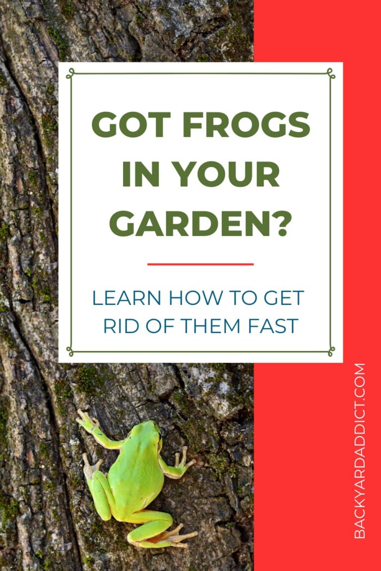 How to Keep Frogs Away: 4 Methods that Actually Work | My Garden Days