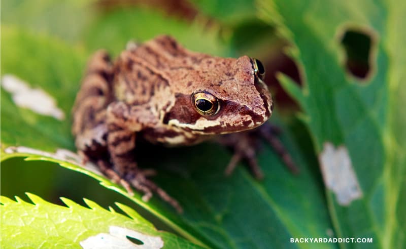 How to Keep Frogs Away: 4 Methods that Actually Work | My Garden Days
