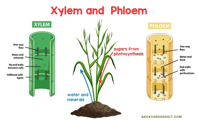 Anatomy of Grass 101: Learn About Grass Plant Parts | My Garden Days