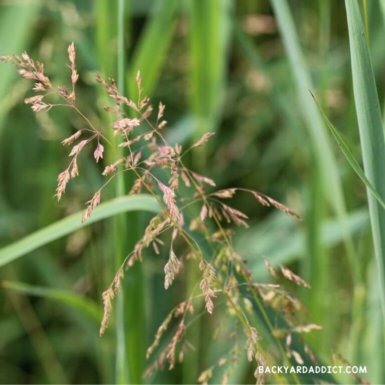 Anatomy of Grass 101: Learn About Grass Plant Parts | My Garden Days
