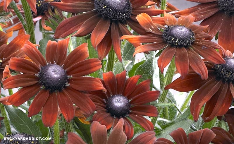 Are There Real Brown Flowers? 19 Beautiful Choices For Your Garden | My ...