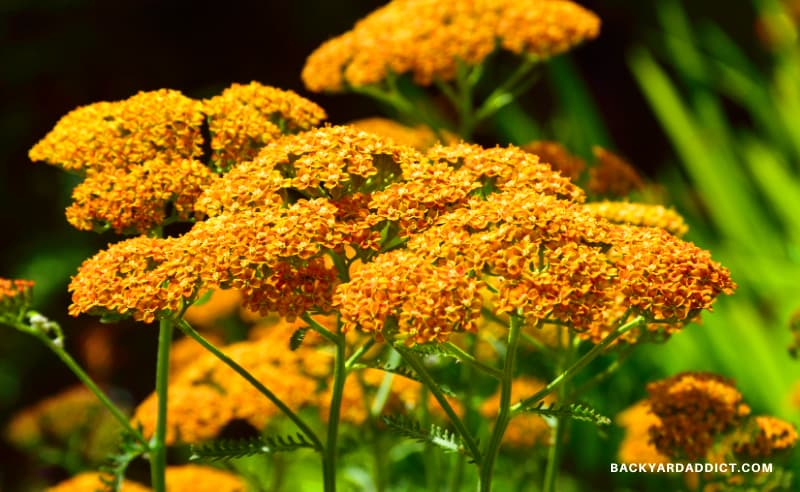 20 Orange Flowered Perennials To Beautify Your Yard | My Garden Days