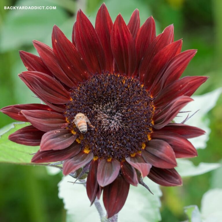 Are There Real Brown Flowers? 19 Beautiful Choices For Your Garden | My ...