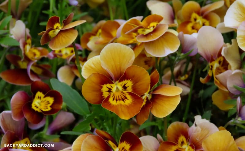 Are There Real Brown Flowers? 19 Beautiful Choices For Your Garden | My ...