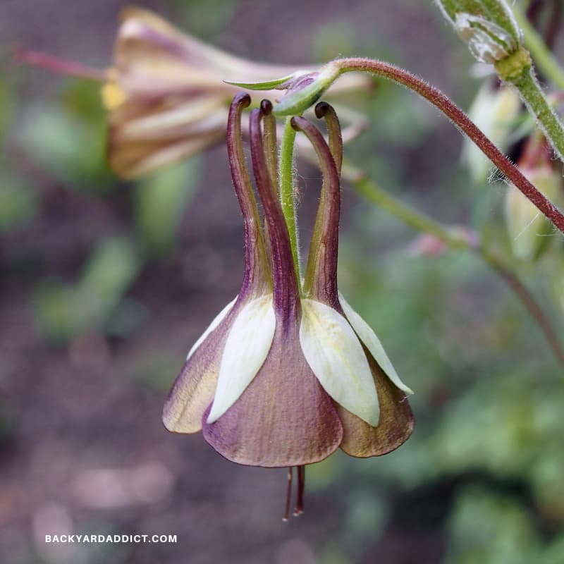 Are There Real Brown Flowers? 19 Beautiful Choices For Your Garden | My ...