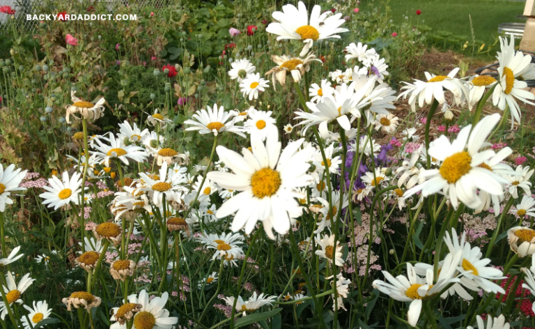 Daisy and Sunflower: Comparing And Contrasting | My Garden Days