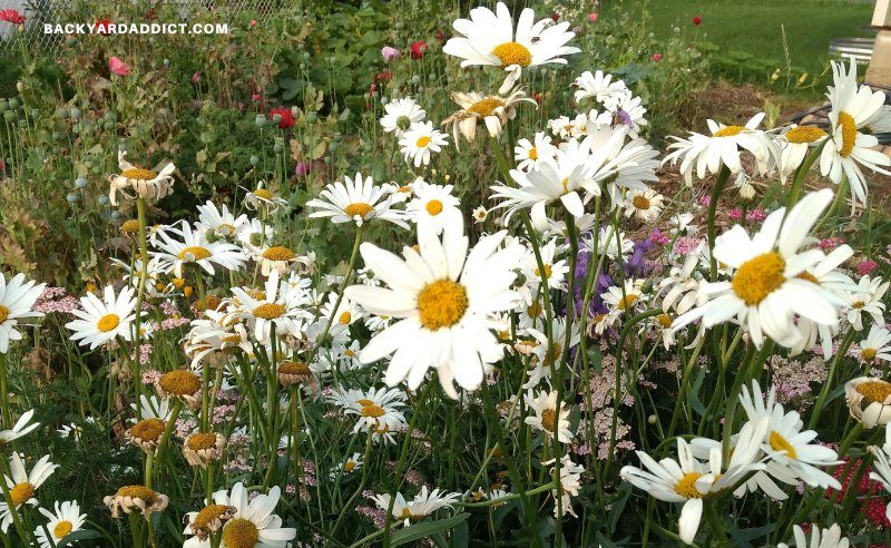 Daisy and Sunflower: Comparing And Contrasting | My Garden Days