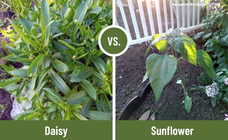 Daisy and Sunflower: Comparing And Contrasting | My Garden Days