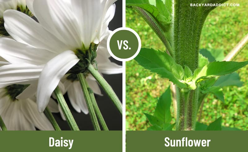 Daisy and Sunflower: Comparing And Contrasting | My Garden Days