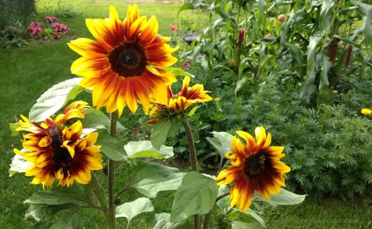 Daisy and Sunflower: Comparing And Contrasting | My Garden Days