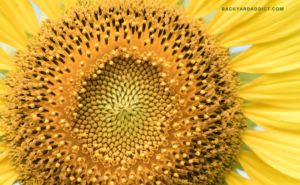 Daisy and Sunflower: Comparing And Contrasting | My Garden Days