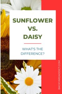 Daisy and Sunflower: Comparing And Contrasting | My Garden Days