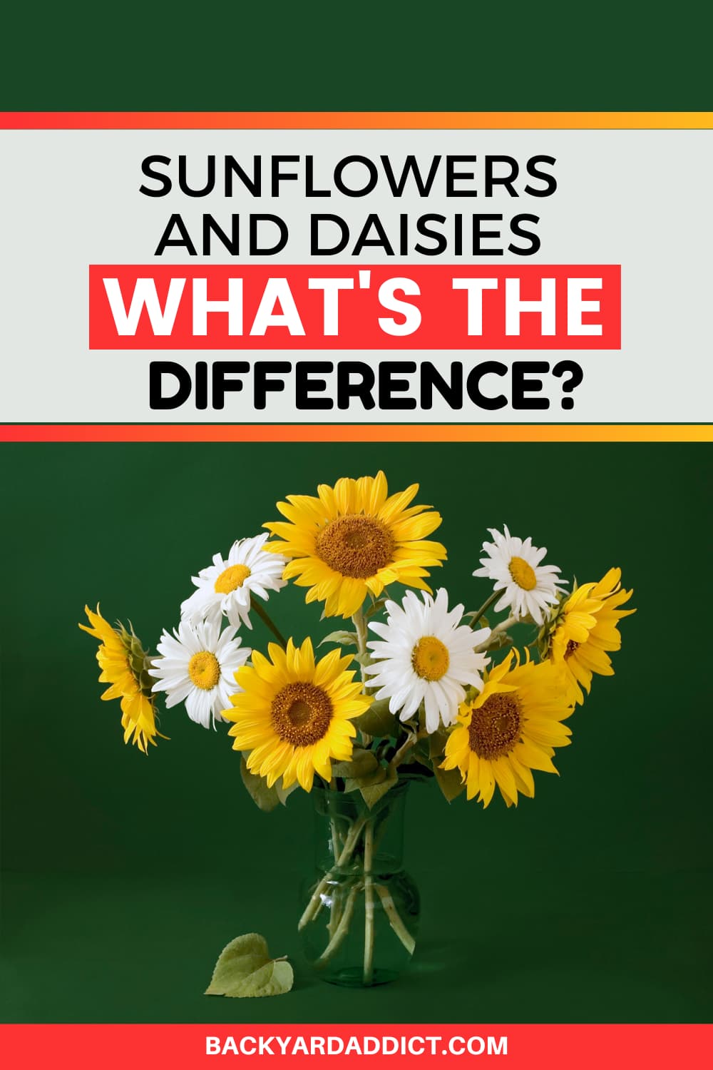 Daisy and Sunflower: Comparing And Contrasting | My Garden Days