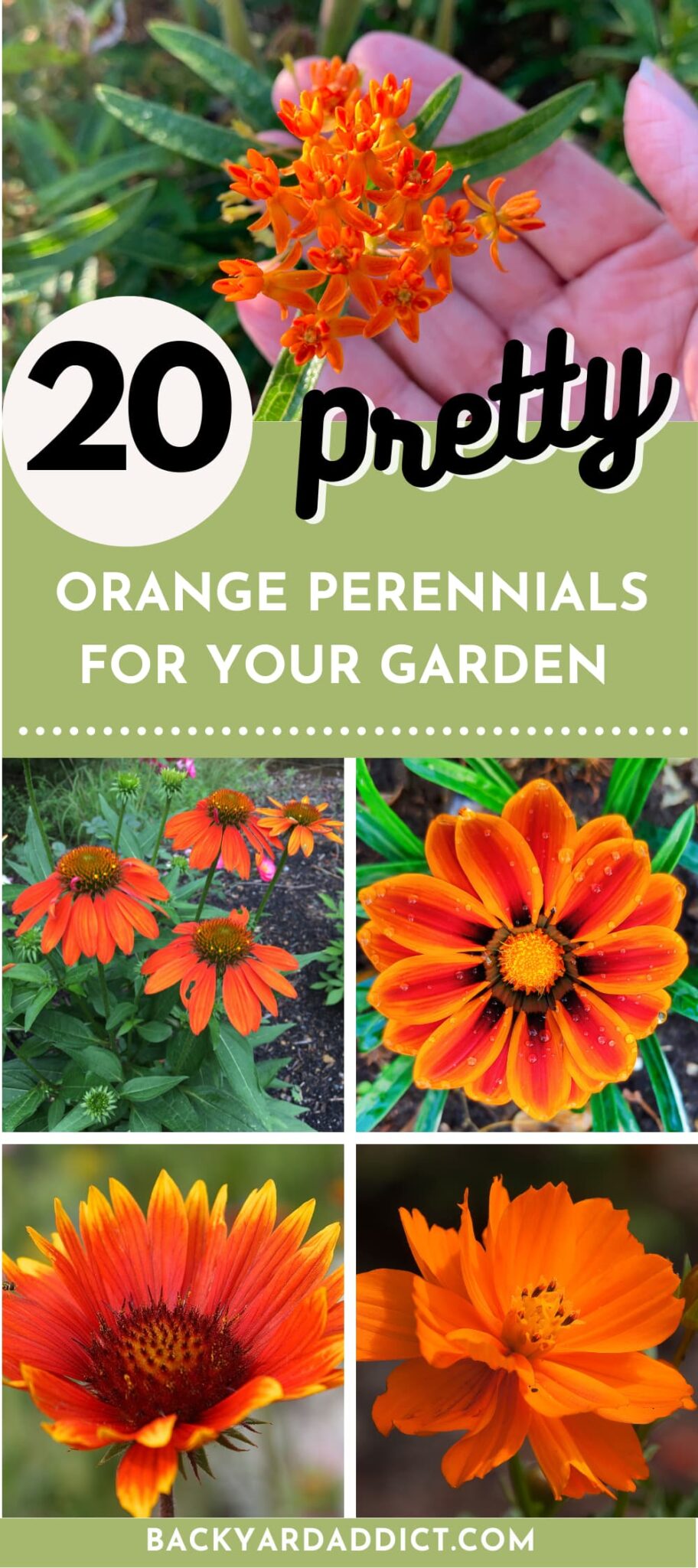 20 Orange Perennials Flowers For Your Yard | My Garden Days