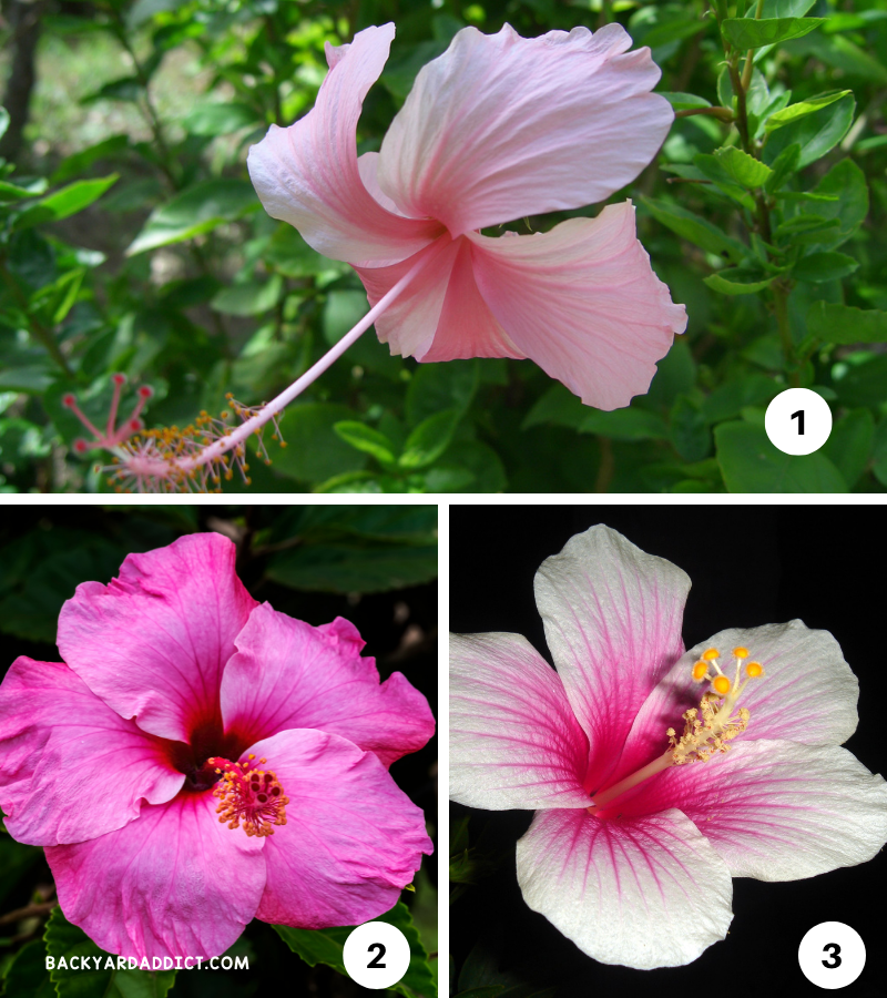 The Ultimate Guide to Growing Beautiful Pink Hibiscus Flowers | My ...