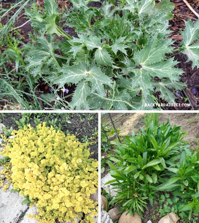 Plant Growth Stages 101: Learn How Your Garden Grows | My Garden Days
